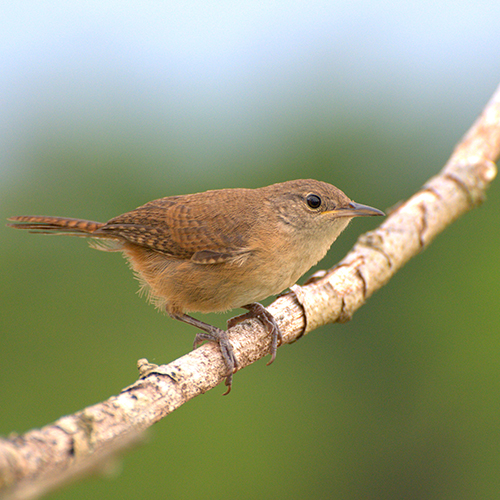Corruíra – Cultura Jundiaí